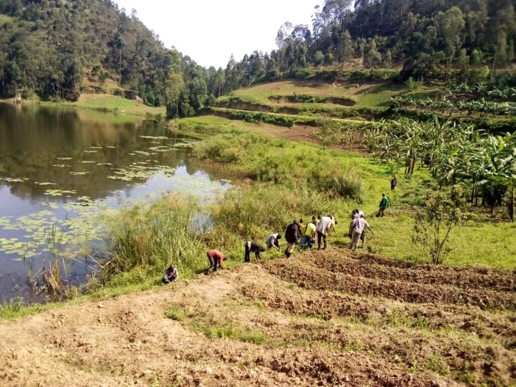 Impact - Divine Bamboo